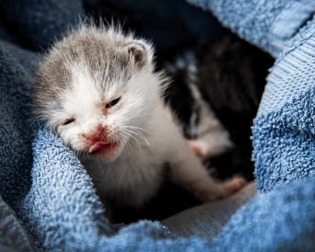 Portræt af den danske ulv | Dyrenes Beskyttelse